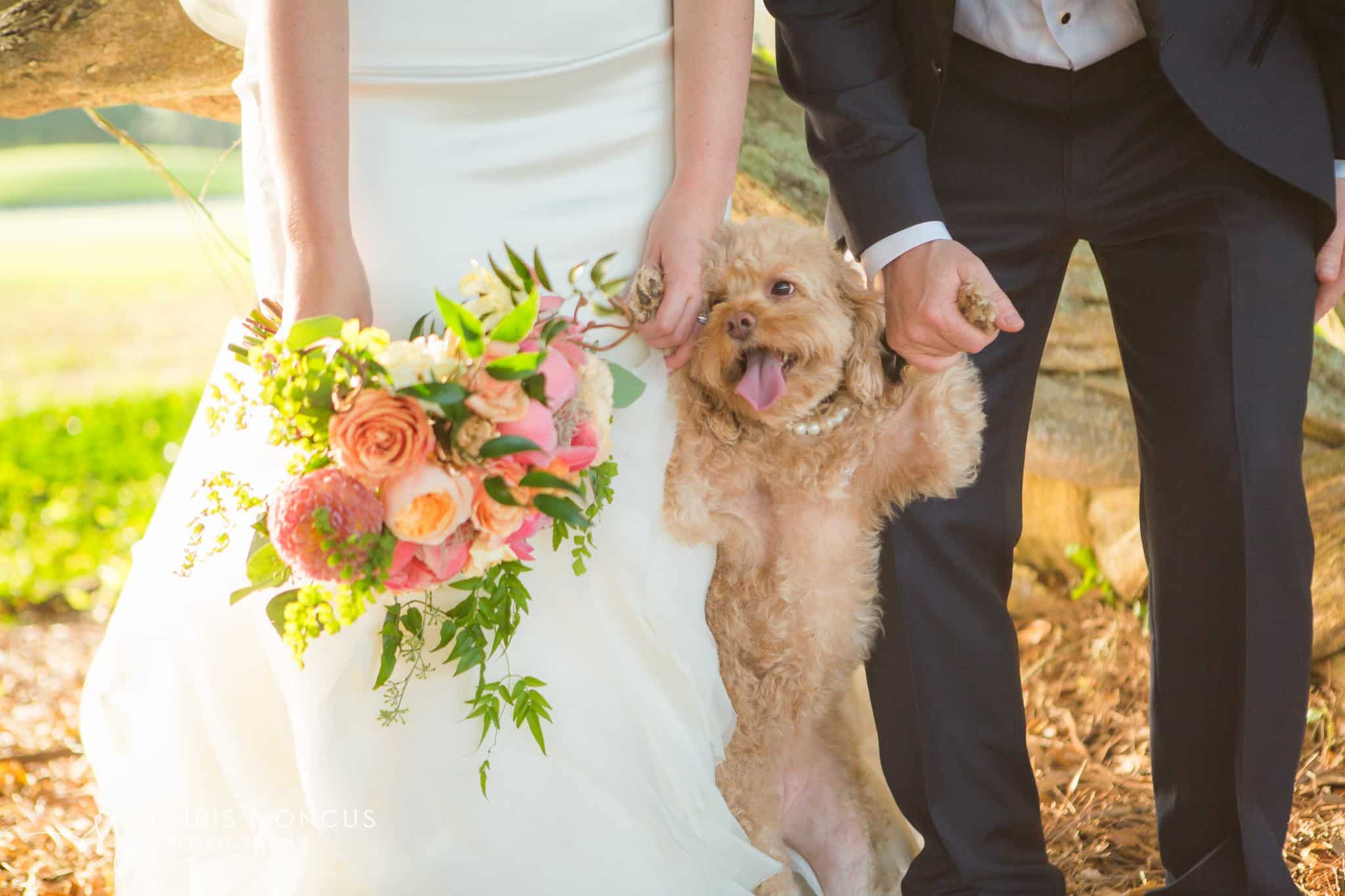 They Said "I Do" With Their Doodle: These Dogs Stole the Show at Their ...