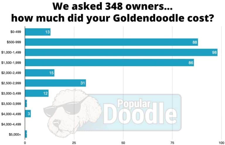 How Much Does a Goldendoodle Cost? We Surveyed 300+ Owners to Find Out!