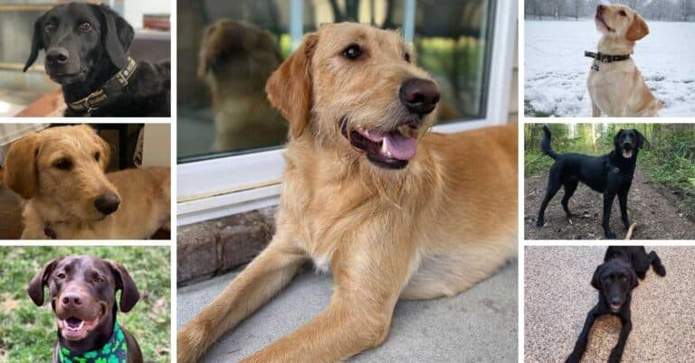 Straight Hair Labradoodle: Is a Flat Coat Bad?
