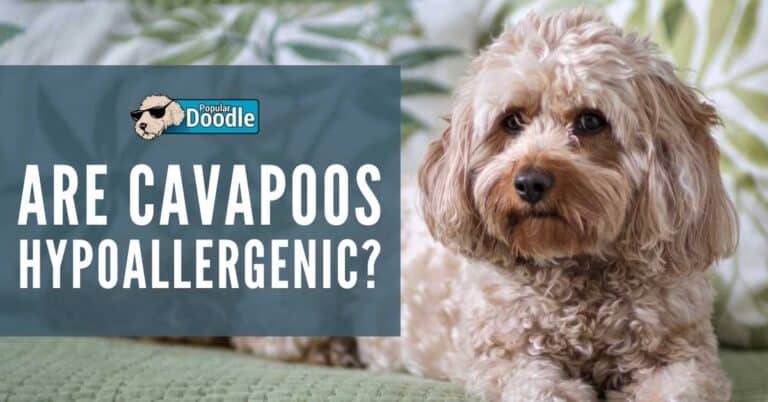 Do Cavapoos Shed? The TRUTH About Cavapoo Shedding