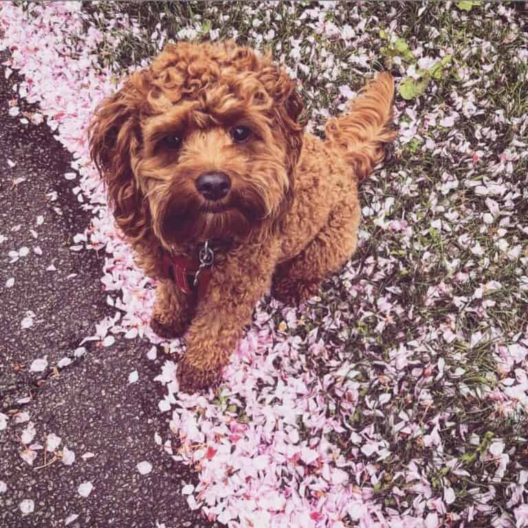 Cavapoo Generations Explained (F1, F1B, F1BB, F2, F2B, F2BB, F3, Multigen)