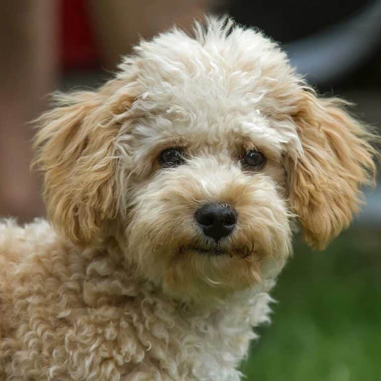 Cavapoo Generations Explained (F1, F1B, F1BB, F2, F2B, F2BB, F3, Multigen)