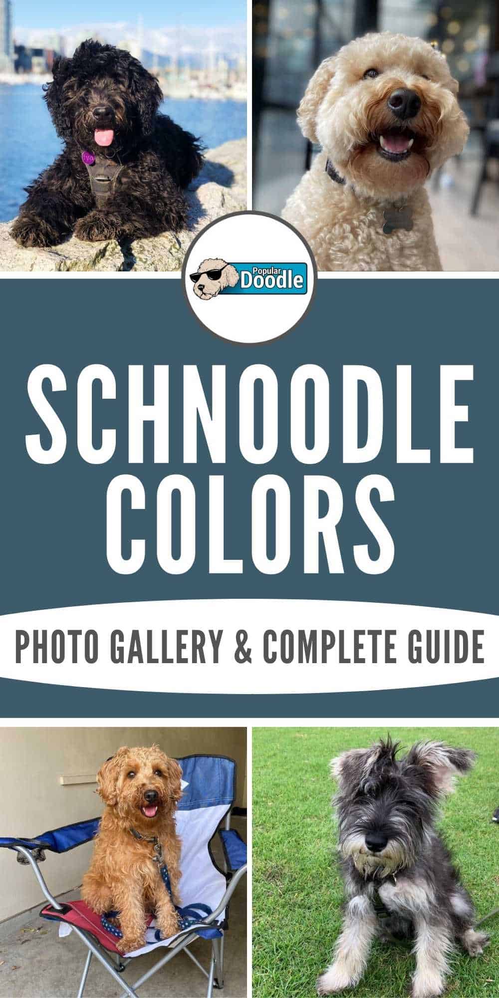 Types of Schnoodle Colors: Photo Gallery & Complete Guide
