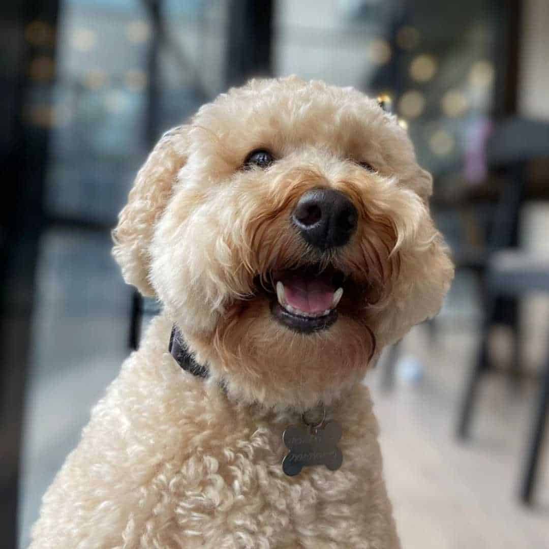 Types of Schnoodle Colors: Photo Gallery & Complete Guide