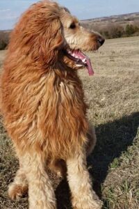 Goldendoodle Lion Cut: 16 Examples of This Unique Haircut for Dogs!
