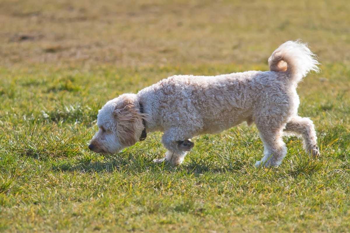 Cavapoo Rescue Directory: 10 LEGIT Adoption Organizations for Cavoodles