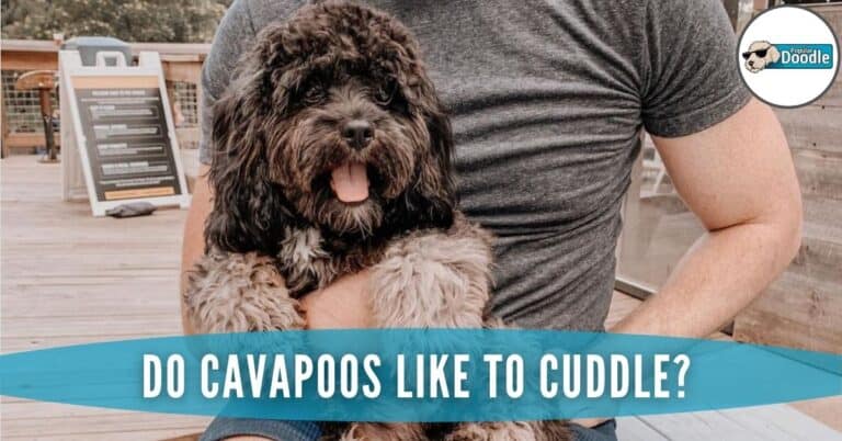 Cavapoo Size Full Grown How Big Do Cavapoos Get Toy And Mini