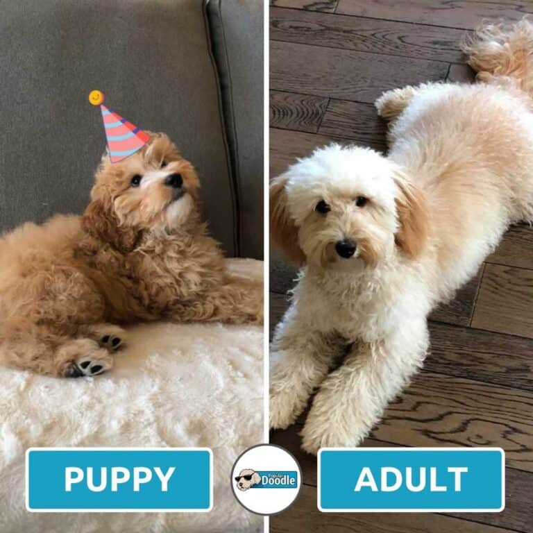 Apricot Goldendoodles: 10 Things You Didn't Know!