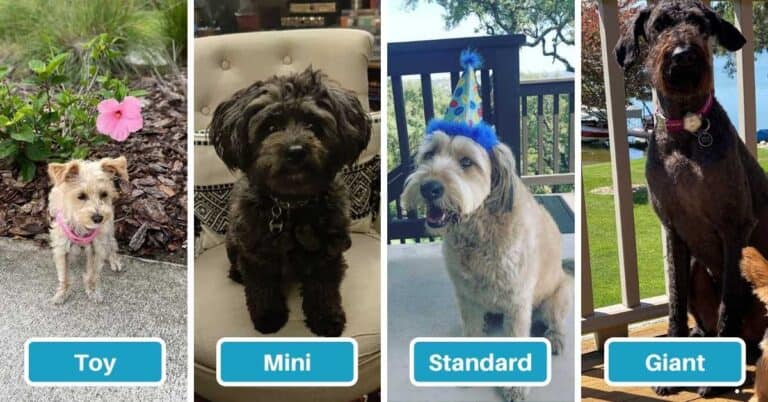 Shihpoo Size Full Grown: How Big Do Shihpoos Get? (Toy & Mini)