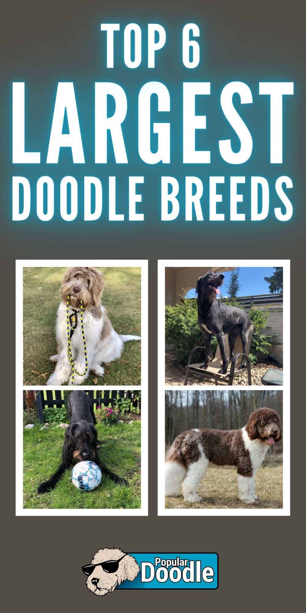 Love BIG Dogs? Meet the 6 Largest Doodle Breeds!