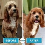 Short Cockapoo Haircut Styles: 17 Before and After Photos!