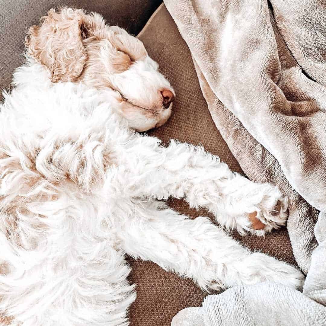 Goldendoodle Sleeping FAQs: How Much Do Goldendoodles Sleep?