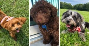 Types of Schnoodle Colors: Photo Gallery & Complete Guide