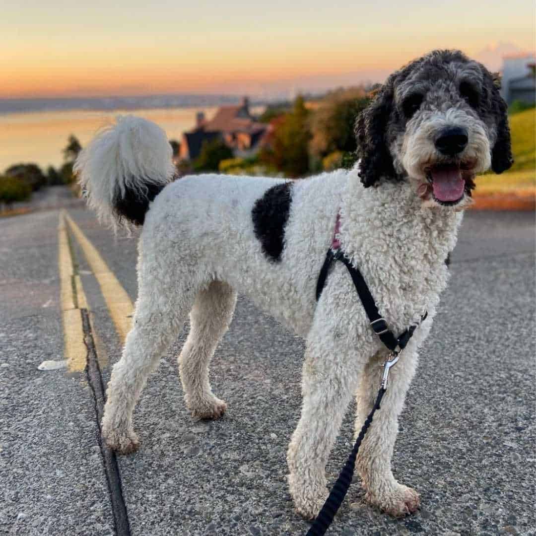 Sheepadoodle Generations Made Easy (F1, F1B, F1BB, F2, F2B, F2BB, F3 ...