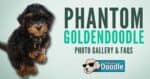 What is a Phantom Goldendoodle? [Photo Gallery & FAQs]