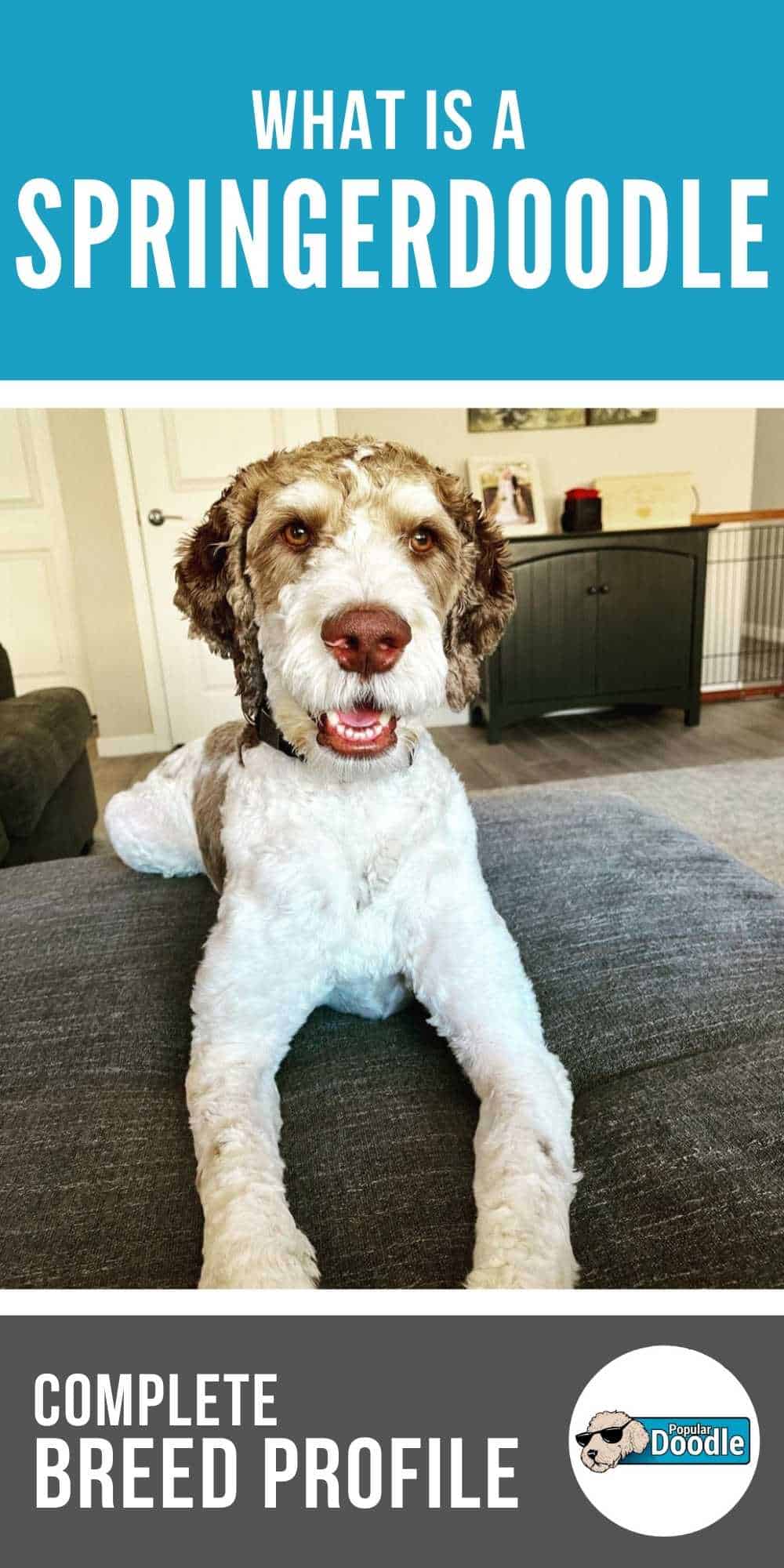 Springer Spaniel Poodle Mix: 20 Things to Know Before Adopting a ...