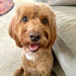 Springer Spaniel Poodle Mix: 20 Things to Know Before Adopting a ...