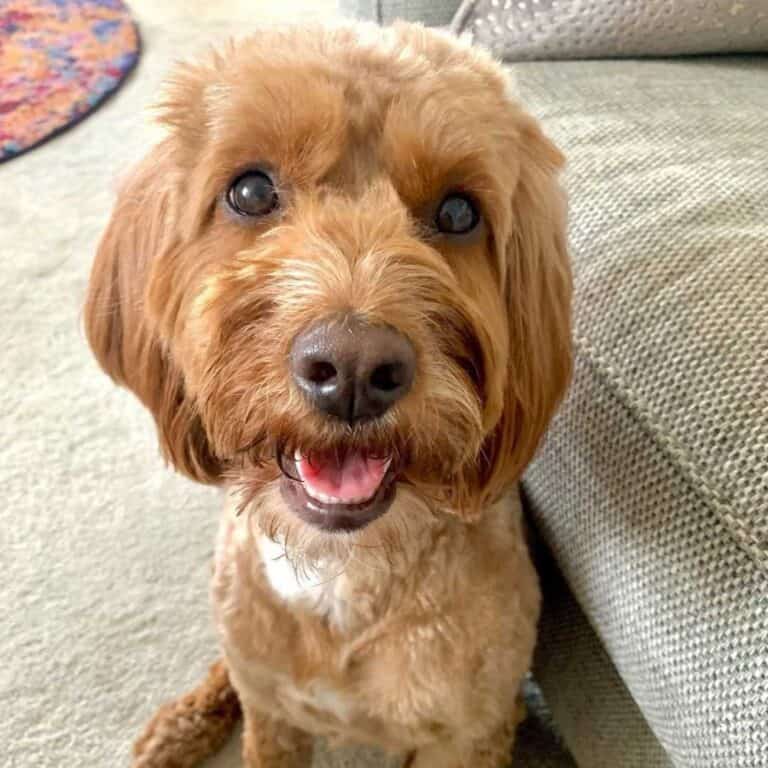 Springer Spaniel Poodle Mix: 20 Things to Know Before Adopting a ...