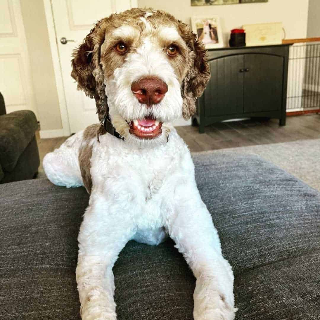 Springer Spaniel Poodle Mix: 20 Things to Know Before Adopting a ...