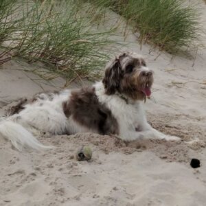 Springer Spaniel Poodle Mix: 20 Things to Know Before Adopting a ...