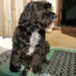 Springer Spaniel Poodle Mix: 20 Things to Know Before Adopting a ...