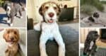 Springer Spaniel Poodle Mix: 20 Things to Know Before Adopting a ...