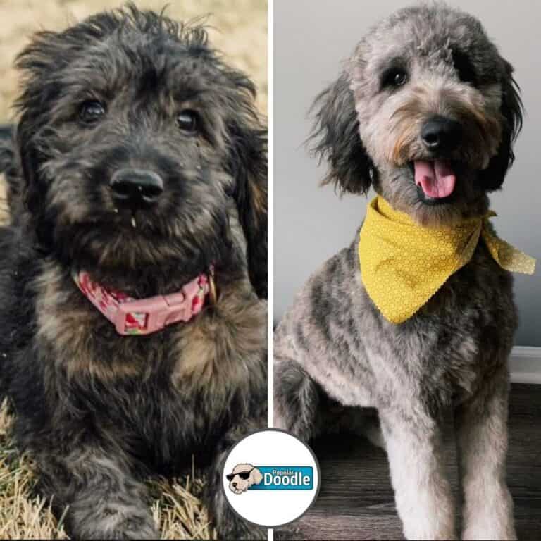 What Is A Sable Goldendoodle Photo Gallery Faqs