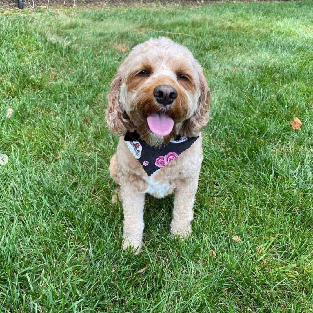 Cavapoo Haircuts: Before & After Grooming Style Photos!