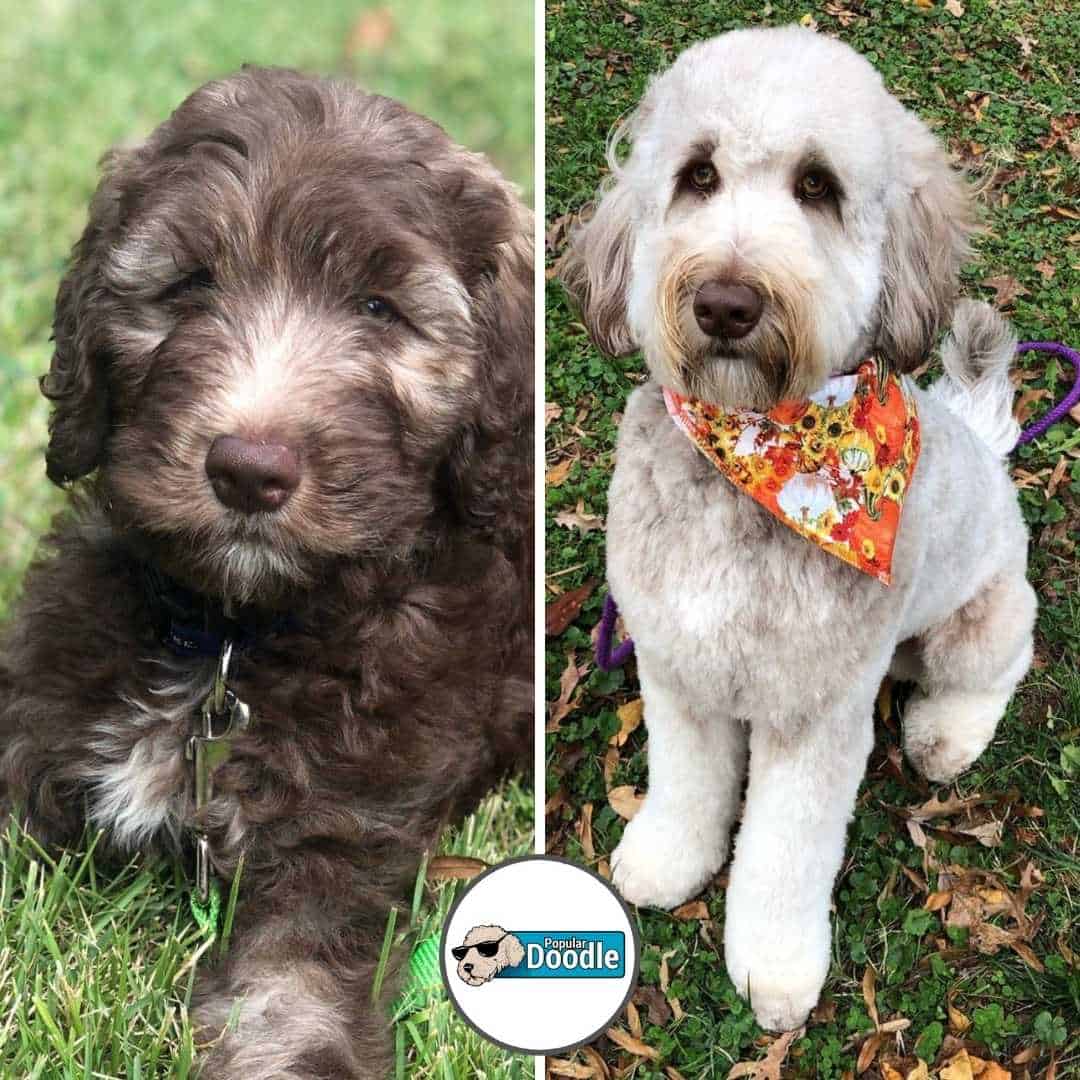 What is a Sable Goldendoodle? [Photo Gallery & FAQs]