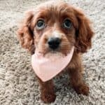 Cavapoo Haircuts: Before & After Grooming Style Photos!