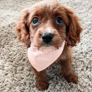 Cavapoo Haircuts: Before & After Grooming Style Photos!