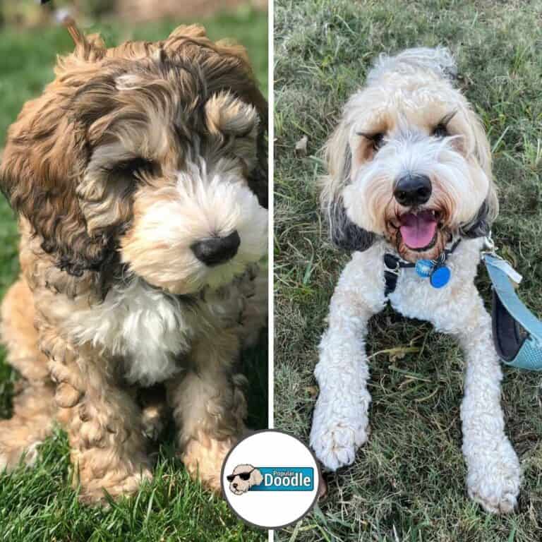 What is a Sable Goldendoodle? [Photo Gallery & FAQs]