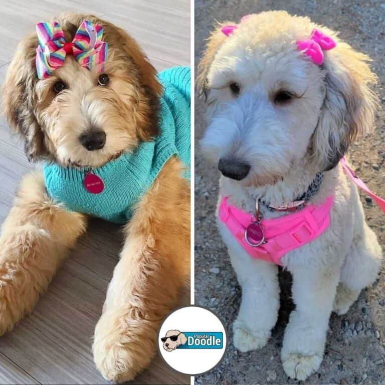 What is a Sable Goldendoodle? [Photo Gallery & FAQs]