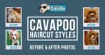 Cavapoo Haircuts: Before & After Grooming Style Photos!
