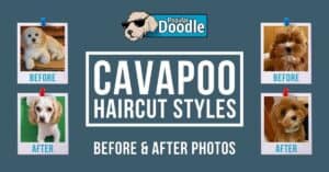 Cavapoo Haircuts: Before & After Grooming Style Photos!