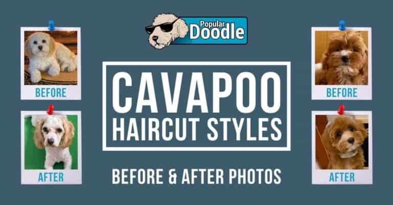 Havapoo Haircuts: Top 6 Grooming Styles (with Photos!)