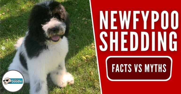 Do Cavapoos Shed? The TRUTH About Cavapoo Shedding