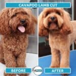 Cavapoo Haircuts: Before & After Grooming Style Photos!