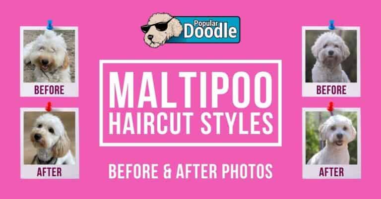 Cavapoo Haircuts: Before & After Grooming Style Photos!