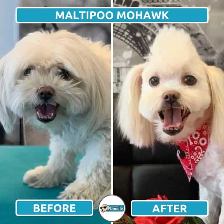 Maltipoo Haircuts: Before & After Photos of Grooming Styles!