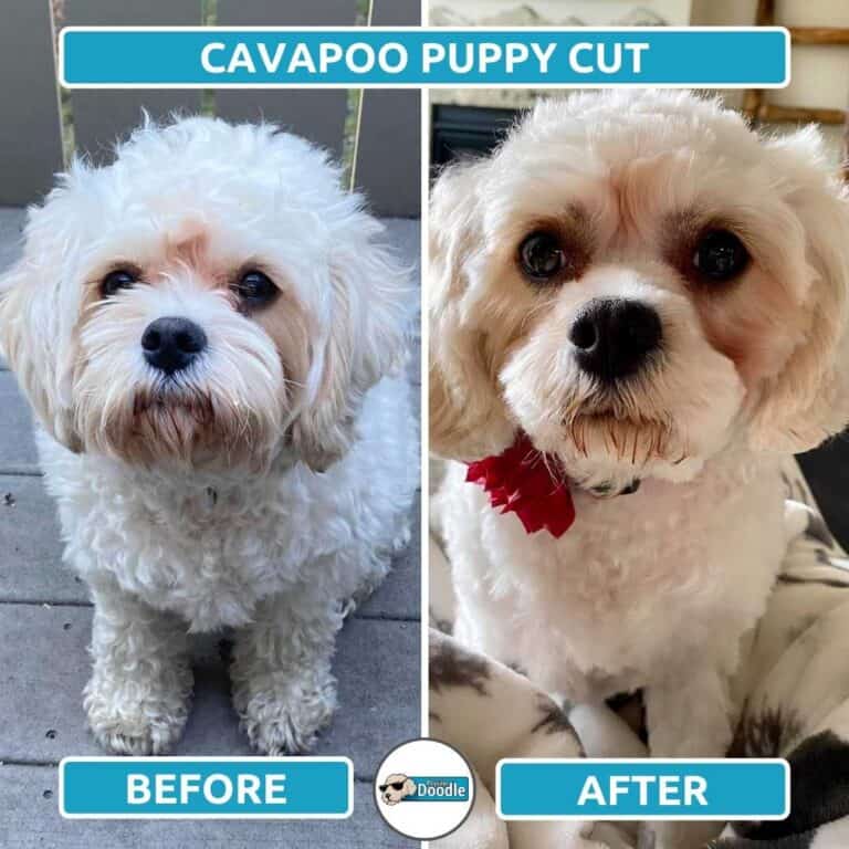 Cavapoo Haircuts: Before & After Grooming Style Photos!