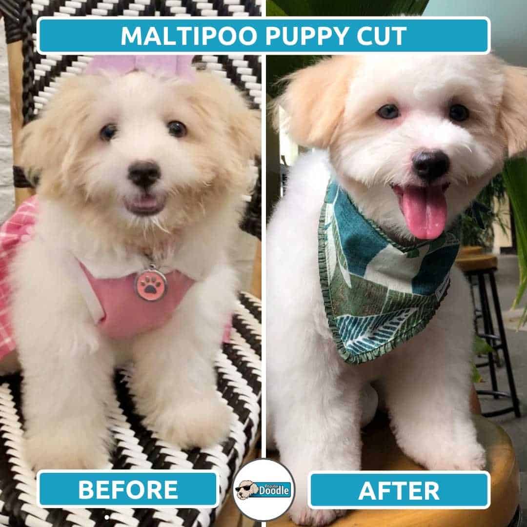 Maltipoo Haircuts: Before & After Photos of Grooming Styles!