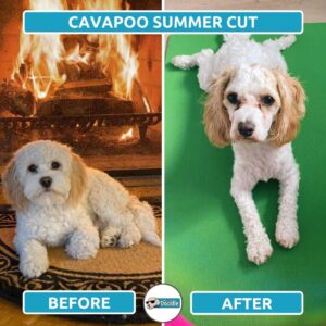 Cavapoo Haircuts: Before & After Grooming Style Photos!