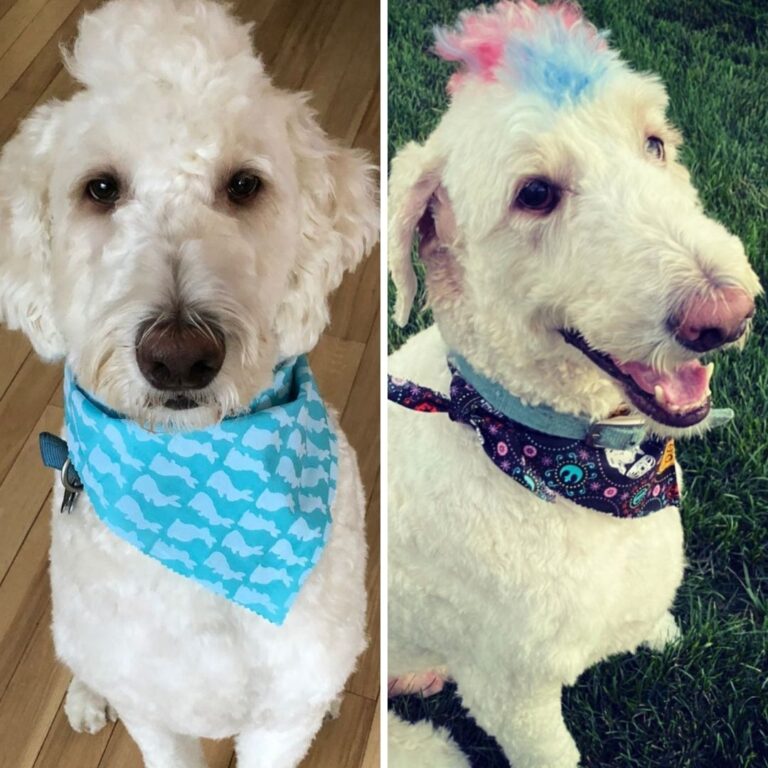 Goldendoodle Mohawk: Example Photos & Grooming Tips!