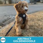 13 Incredible Goldendoodle Colors You Never Knew Existed!