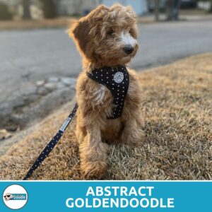 13 Incredible Goldendoodle Colors You Never Knew Existed!