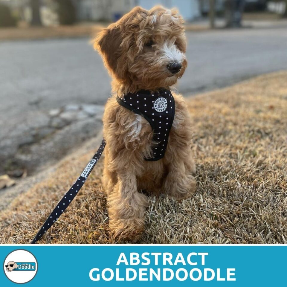 13 Incredible Goldendoodle Colors You Never Knew Existed!