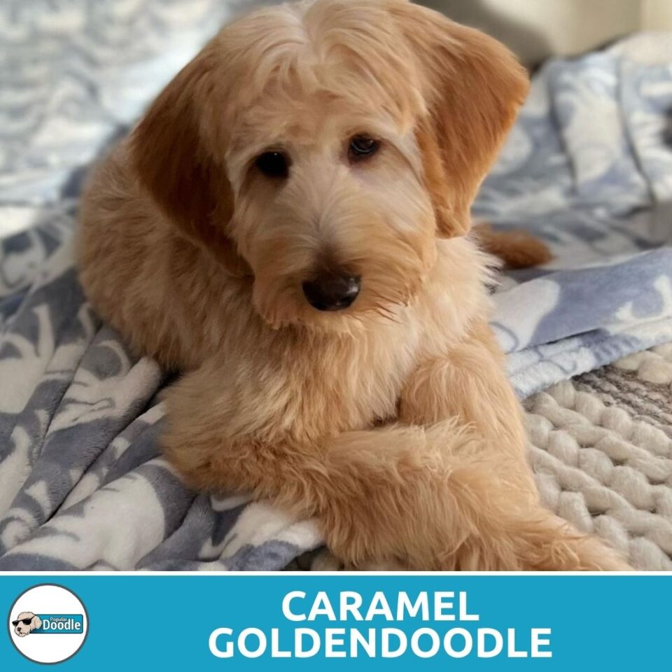 13 Incredible Goldendoodle Colors You Never Knew Existed!