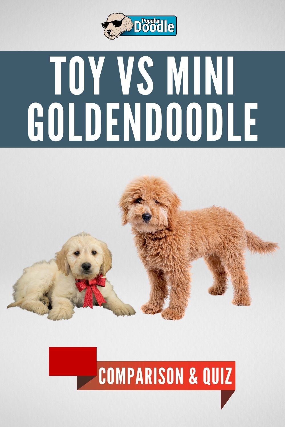 Toy vs Mini Goldendoodle: Pros and Cons + Interactive Quiz