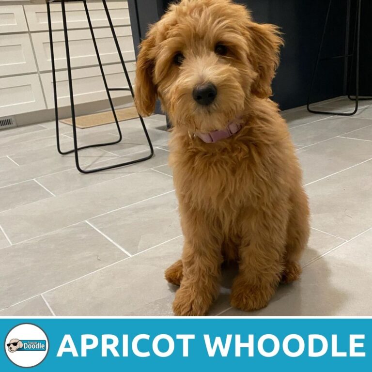 Types Of Whoodle Colors: Photo Gallery & Complete Guide